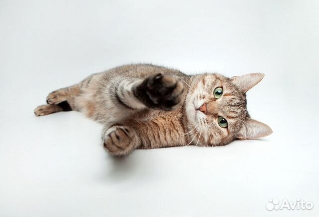 Кошка Ася ищет дом