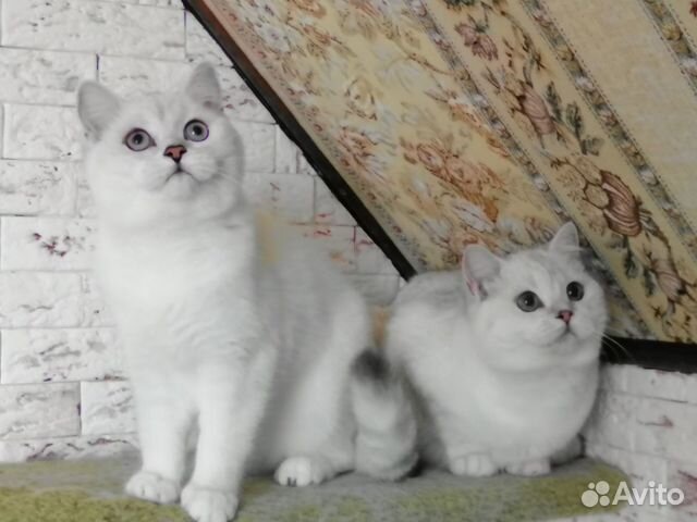 Британские кошки