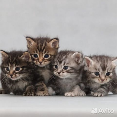 Продаются котята курильские бобтейлы. Готовы к рез