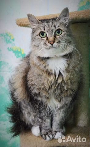 Кошечка в добрые руки