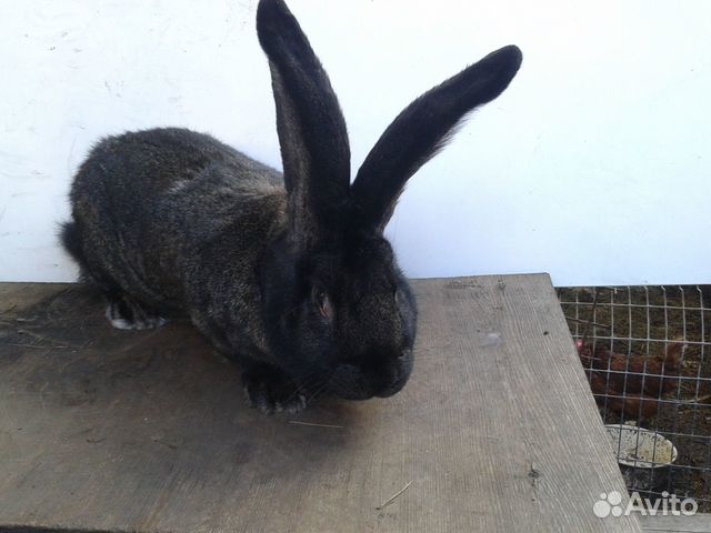 Кролики породы Фландр
