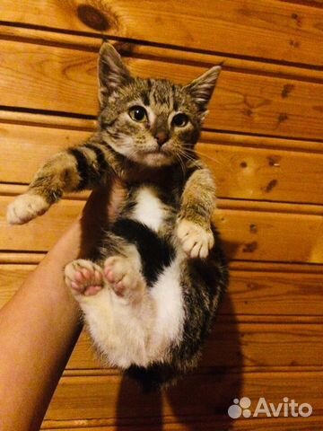 Нашли котенка одного на даче. Ищем дом