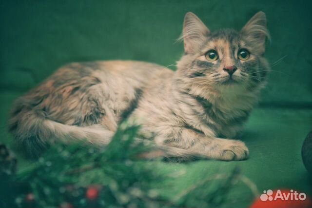 Жаклин ищет Дом