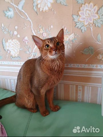 Кот на вязку
