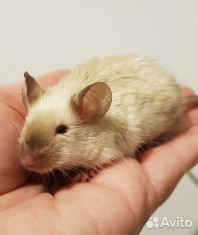 Декоративные сатиновые мышки