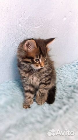 Мэнкун котёнок