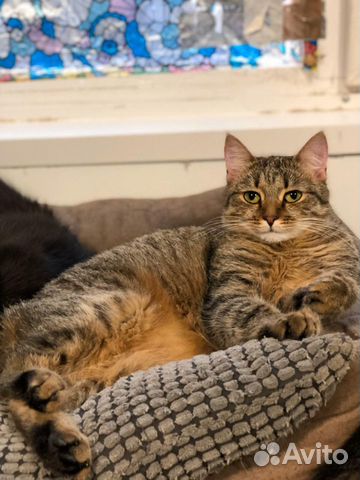 Стерилизованная кошка