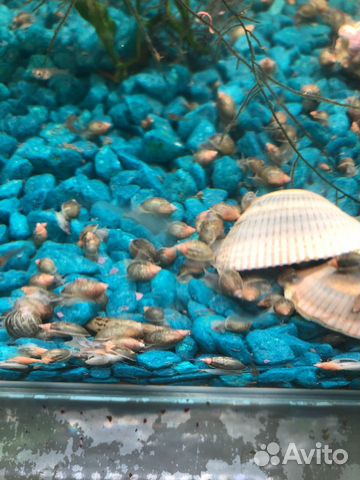 Улитки Мелания и обычные