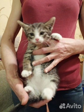 Котёнок в добрые руки