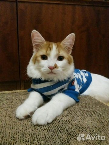 Котёнок 2-в-1 в ответственные руки