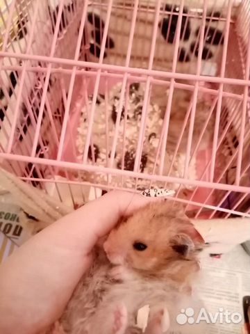 Хомяки сирийские