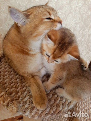Шотландские золотые котята