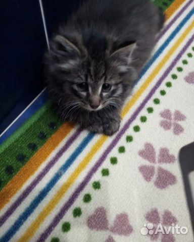 Котенок в добрые руки