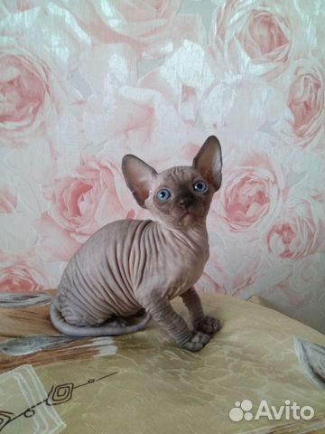 Котенок, канадский сфинкс