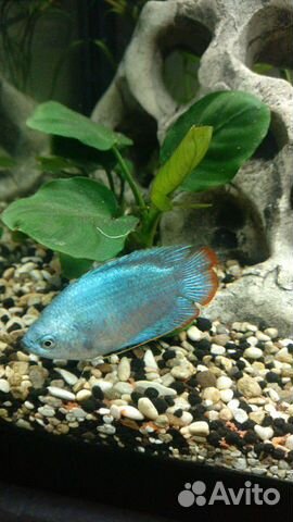 Лялиус обмен/ продажа