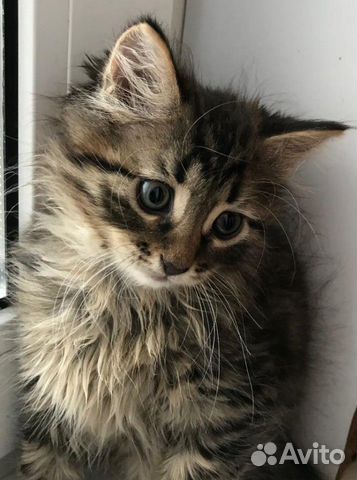 Кот крысолов
