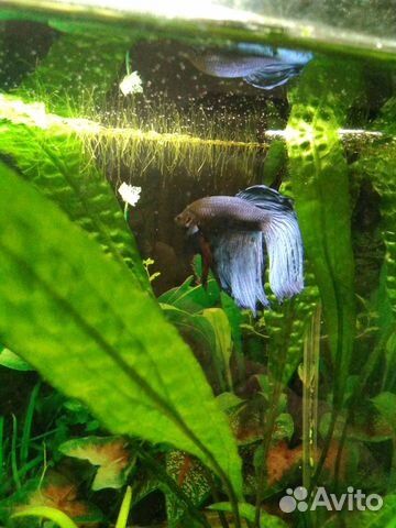 Отдам рыбку петушка