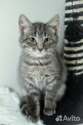 Бусинка 2.5 мес