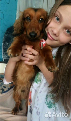 Мини такса в добрые руки