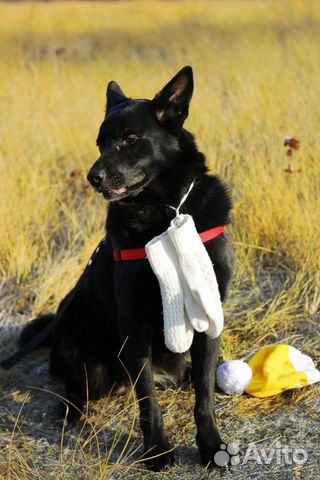 Отдам собаку