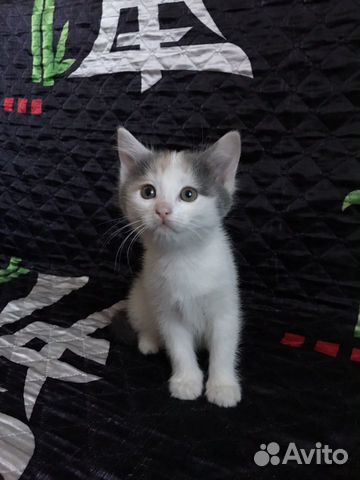 Отдам котят в добрые руки