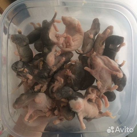 Заморозка крысят