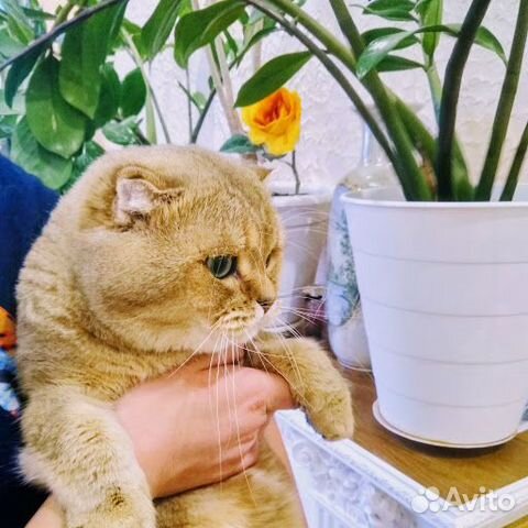 Вязка с золотым женихом