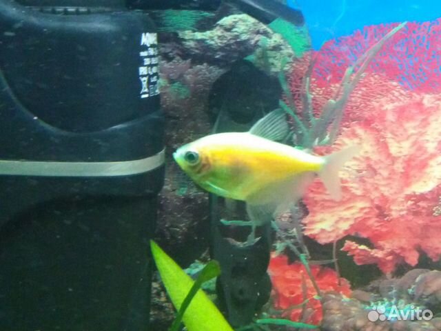 Продам тернеций или обменяю