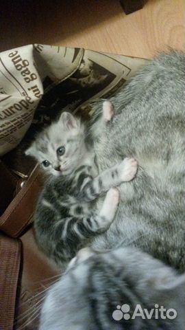Котенок Британец окрас мраморный
