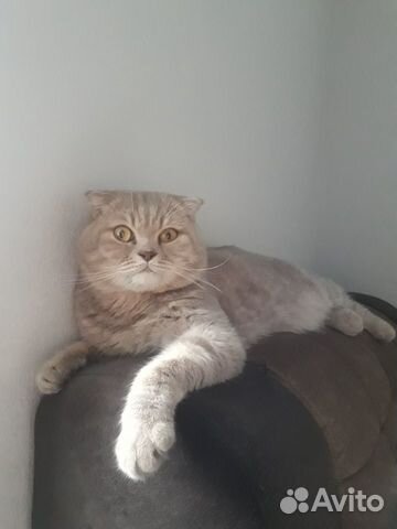 Кот на вязку