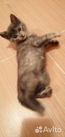 Девочки котятки