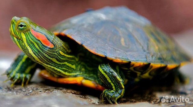 Черепахи красноухие