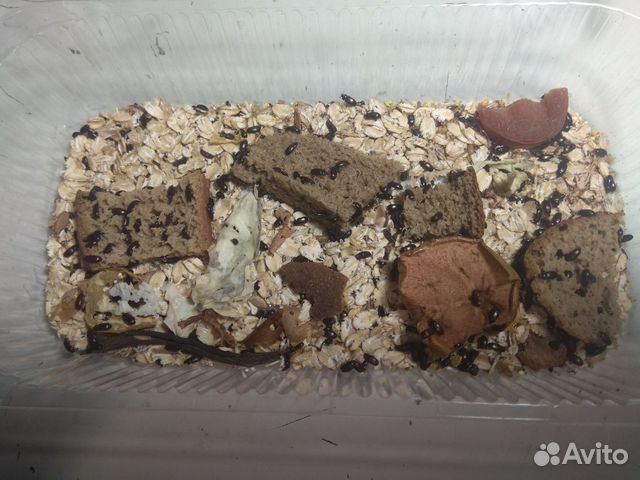 Жук-знахарь