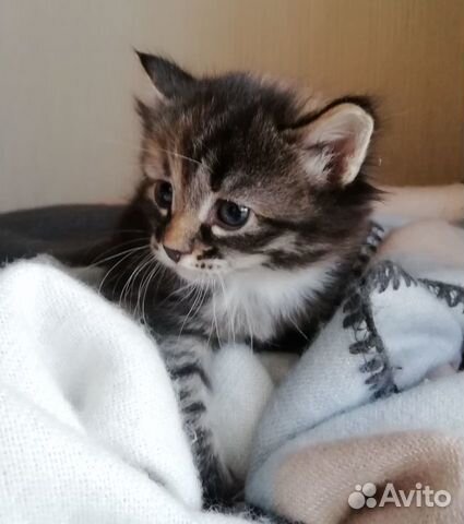 Домашние котята
