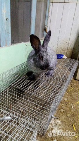 Полтавское серебро