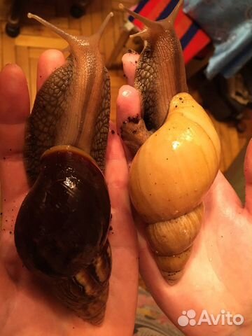 Улитки ахатины фулика