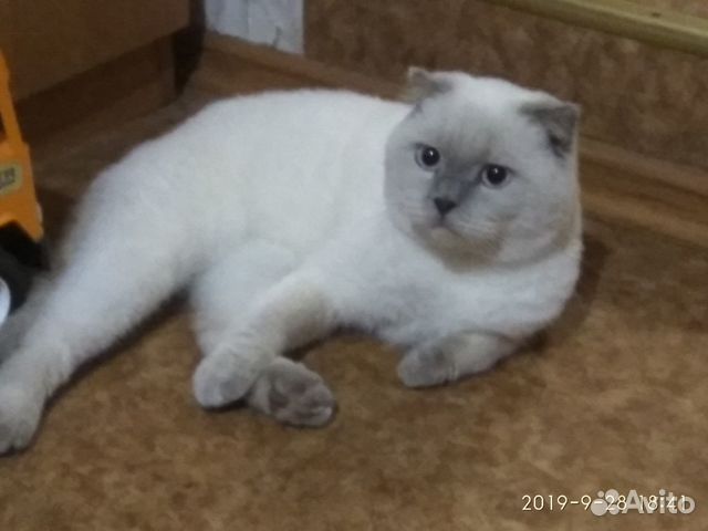 Кот на вязку