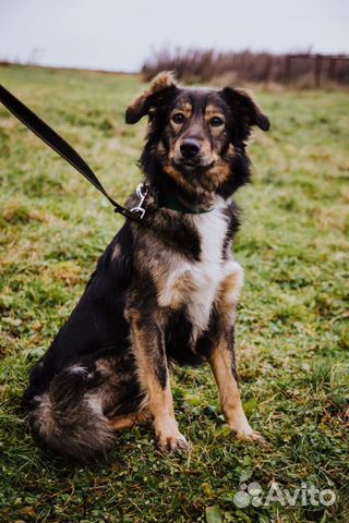 В добрые руки Белла