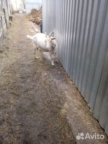 Коза, козел, козлик