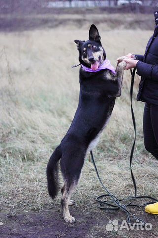 Отдам собаку из приюта