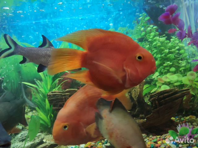 Аквариумные рыбки-Попугаи