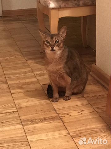 Абиссинская кошечка
