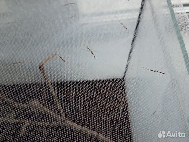 Отдам палочников