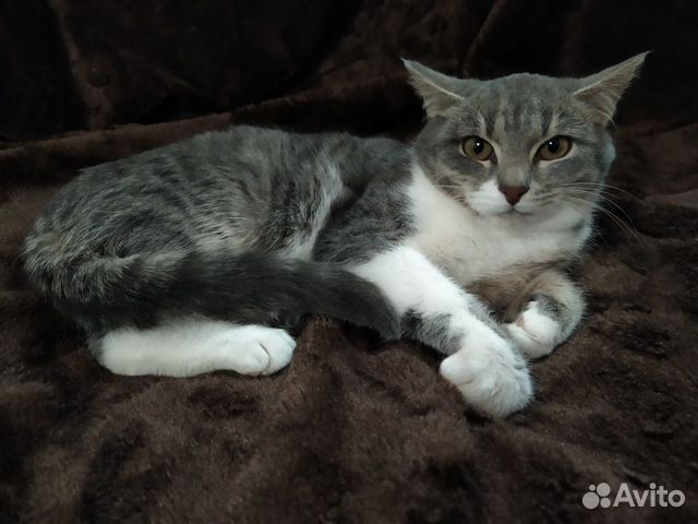 Котенка отдам в добрые руки