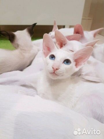 Ориентальные котята