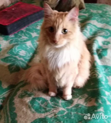 Умер хозяин, коту очень нужен дом