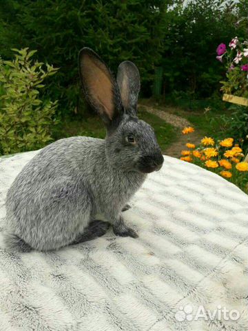 Кролики полтавское серебро
