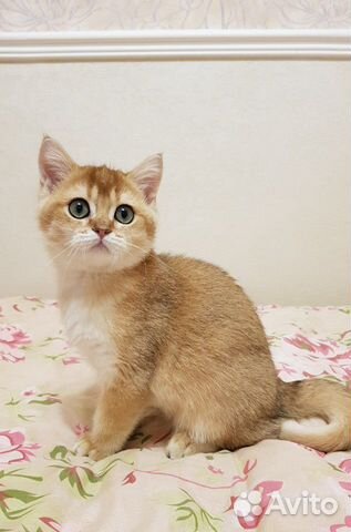 Котик в эксклюзивном окрасе