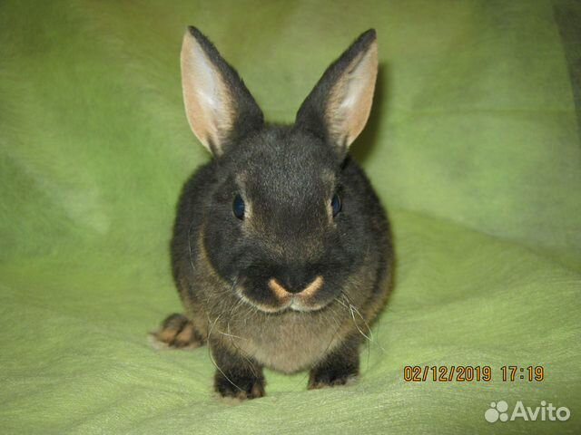 Крольчонок карликового рекса