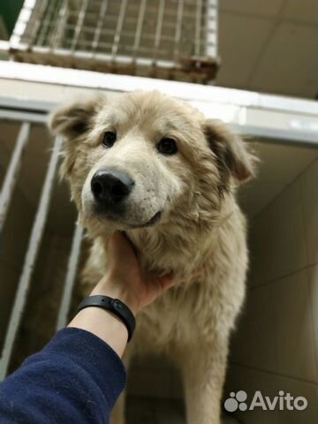 Собака в добрые руки, щенок